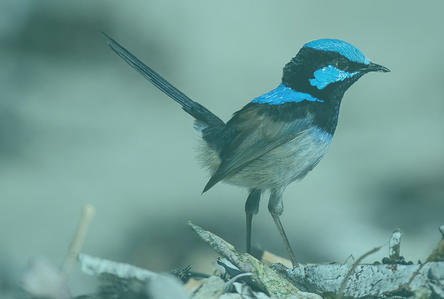 animal planet - Dune Science Group LLC