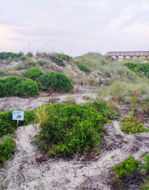 How do you rebuild sand dunes? - Dune Science Group LLC
