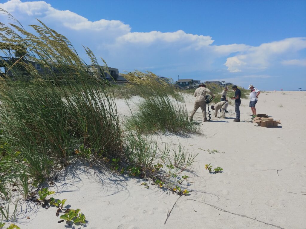 Dune Restoration for Homeowners and Beach Property Owners